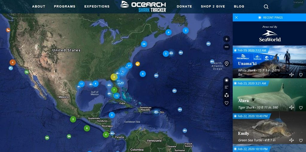 A Graphing Project Using Real Great White Shark Data ⋆ Sunrise Science